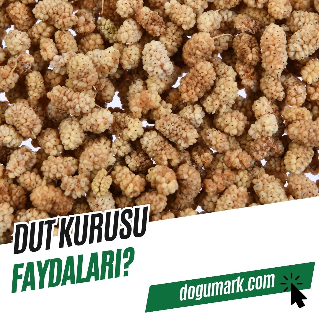 Dut Kurusu Faydaları Nelerdir? - DoğuMark