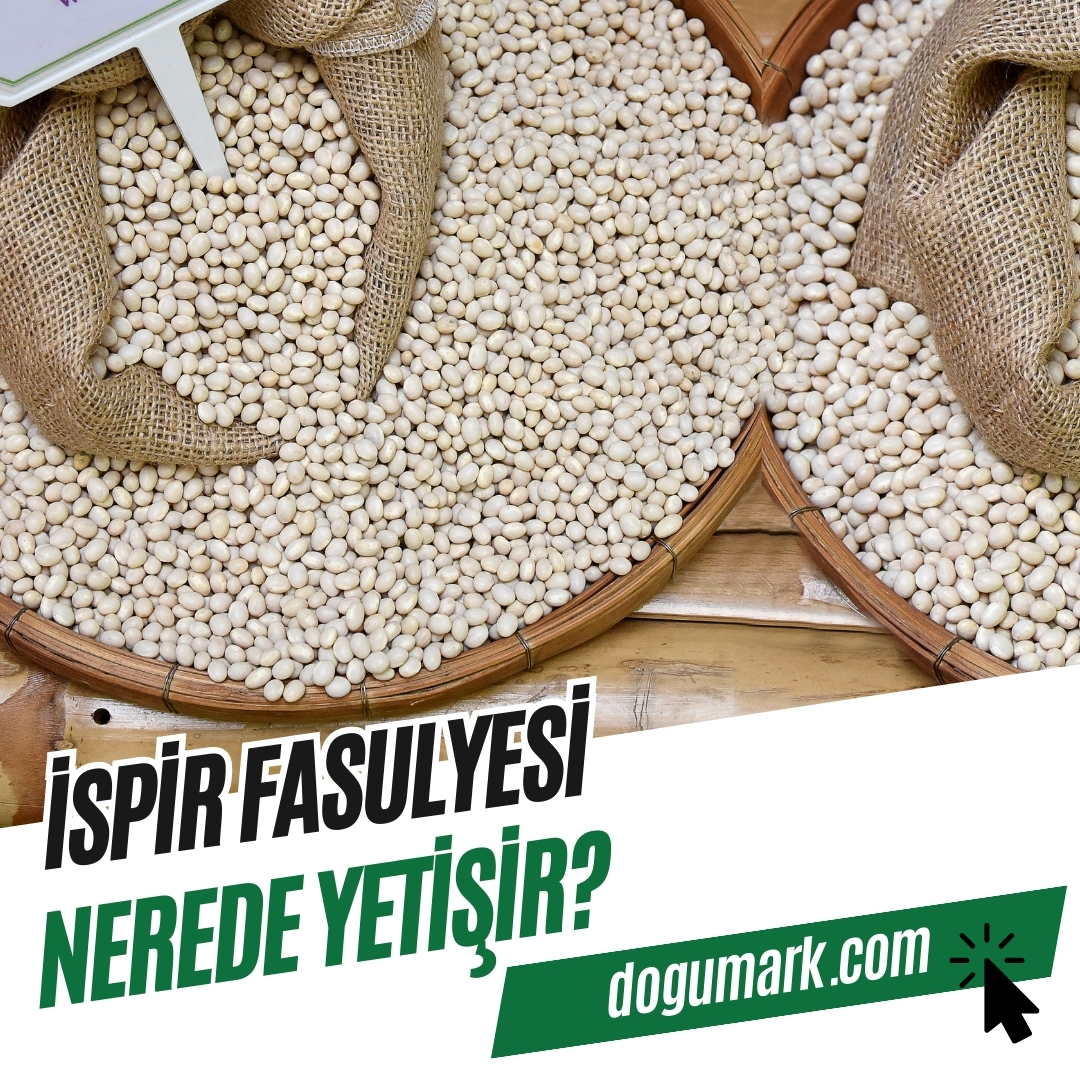 İspir Fasulyesi Nerede Yetişir? - DoğuMark