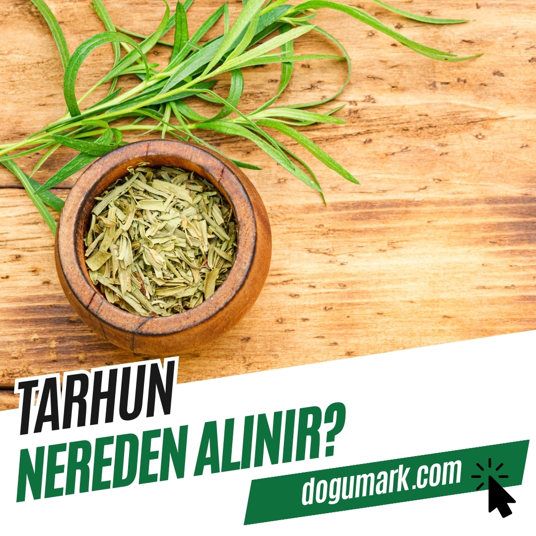 Tarhun Nereden Alınır? - DoğuMark