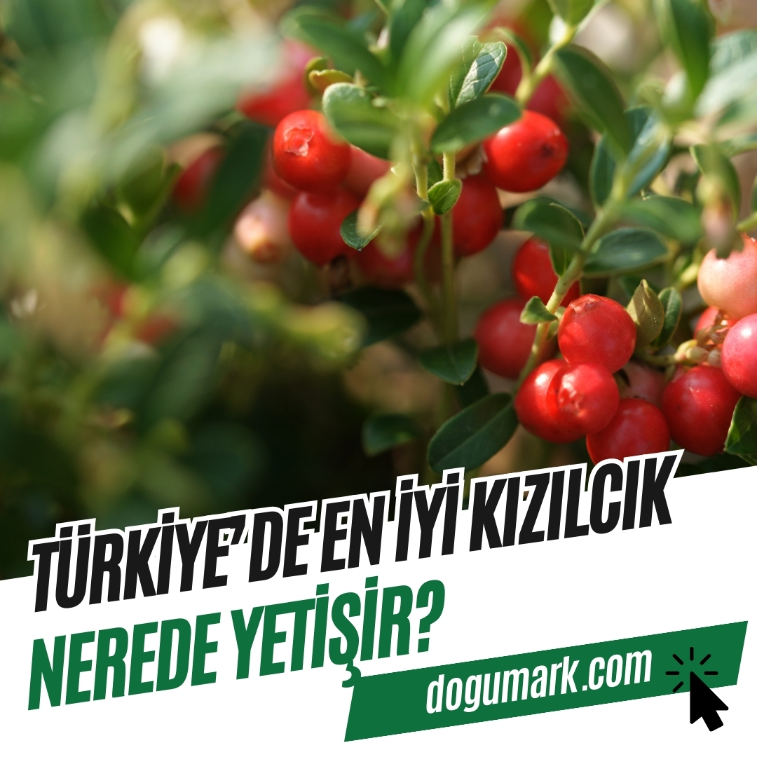 Türkiye'de En iyi Kızılcık Nerede Yetişir? - DoğuMark