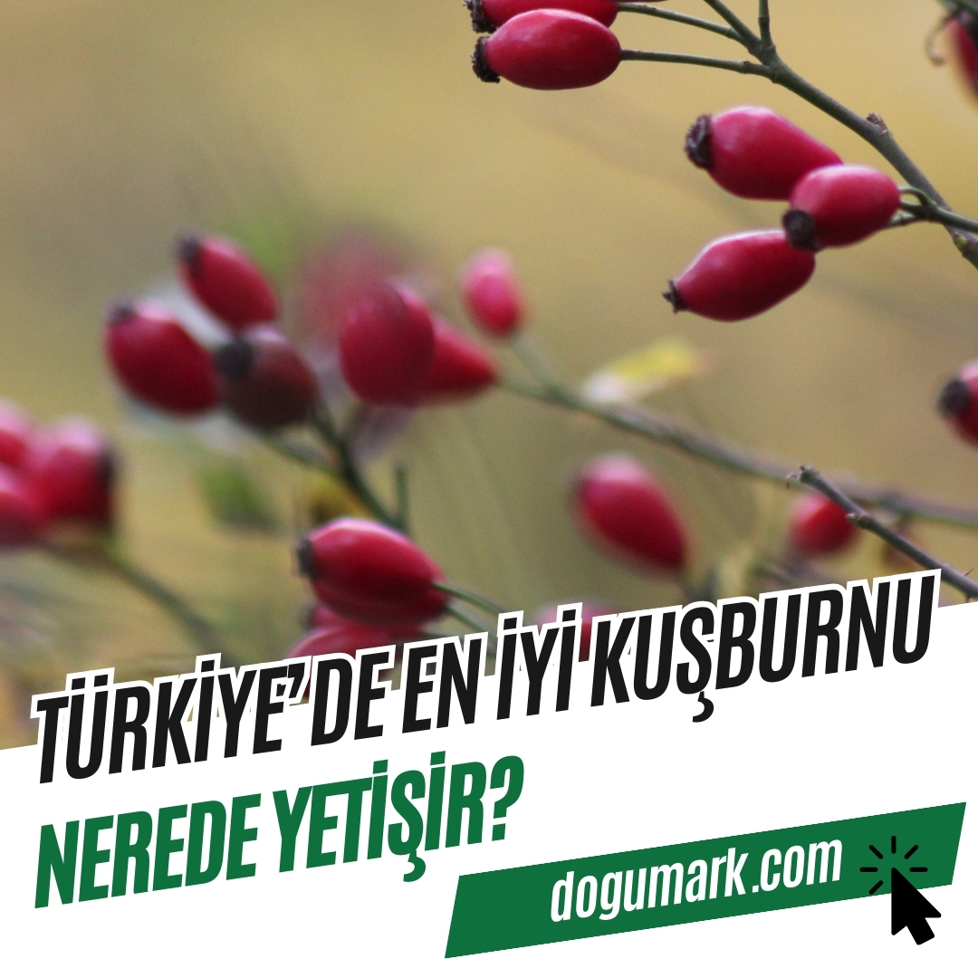 Türkiye'de En iyi Kuşburnu Nerede Yetişir? - DoğuMark