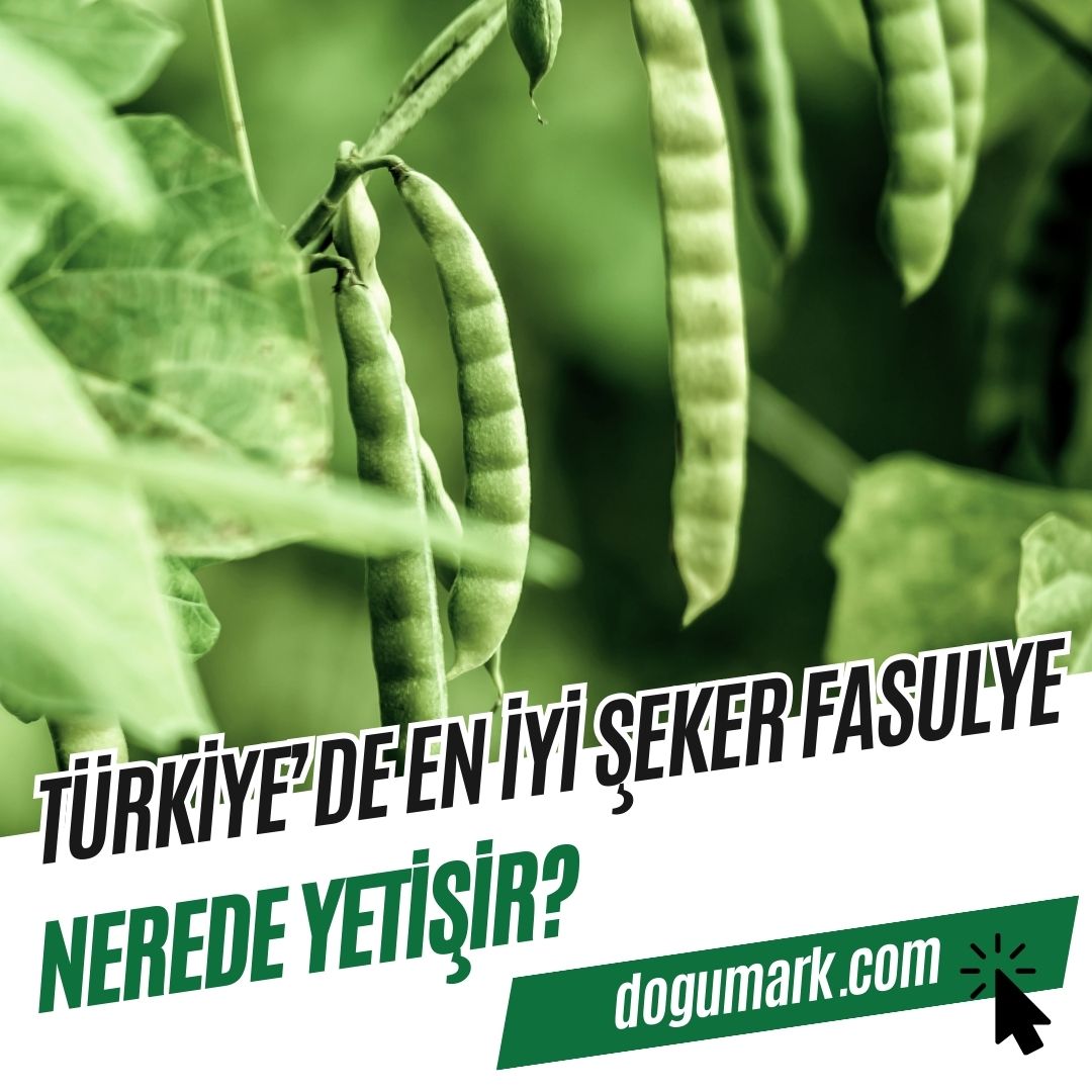 Türkiye'de En iyi Şeker Fasulyesi Nerede Yetişir? - DoğuMark
