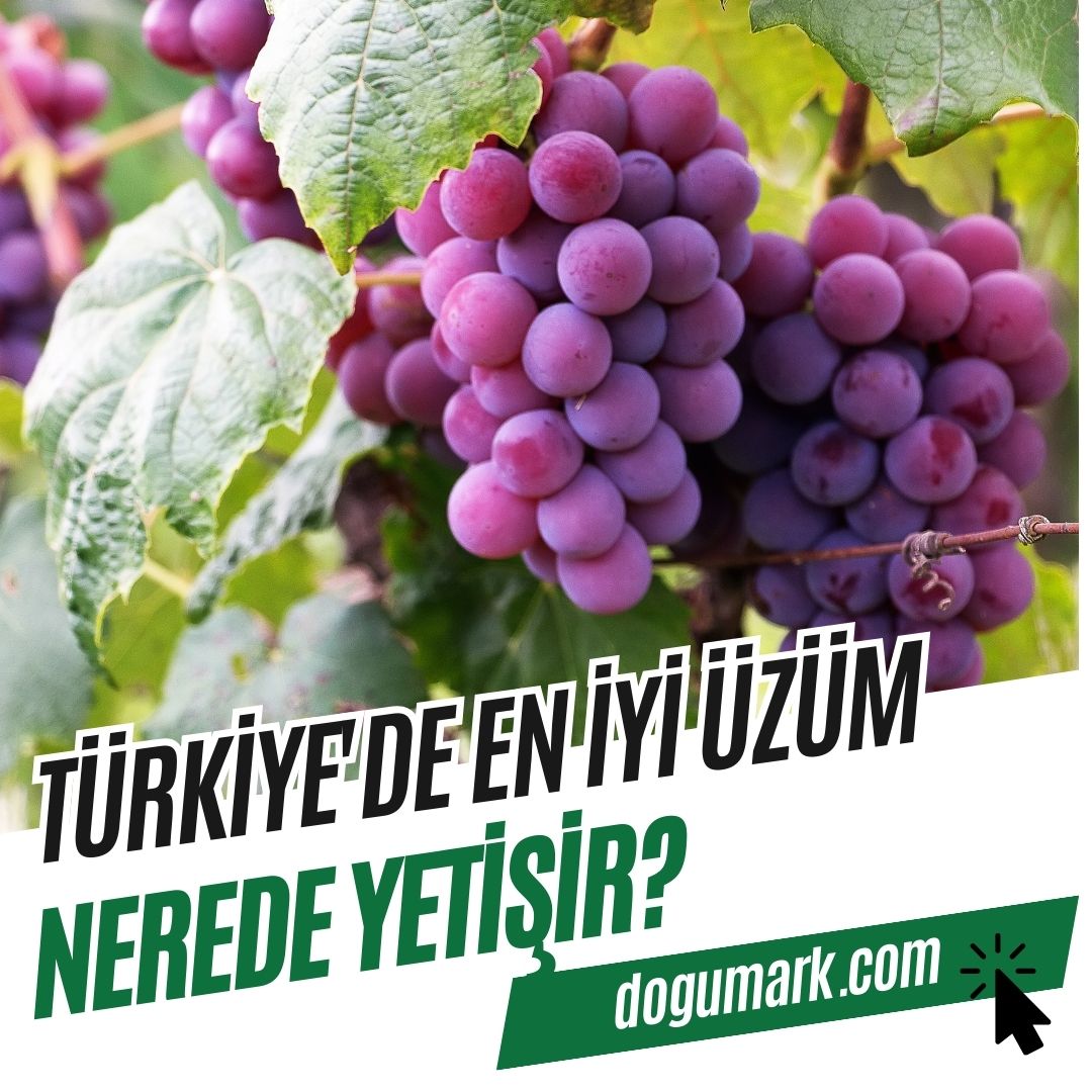 Türkiye'de En iyi Üzüm Nerede Yetişir? - DoğuMark